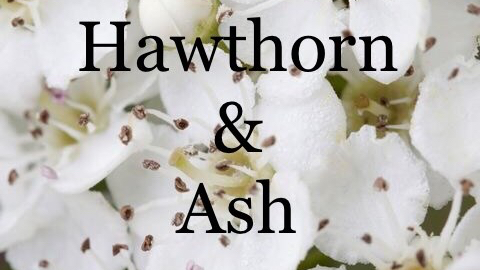 Hawthorn & Ash #158 – Iron Faerie Publishing